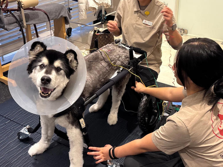 Senior dogs undergo acupuncture, aquatic rehab