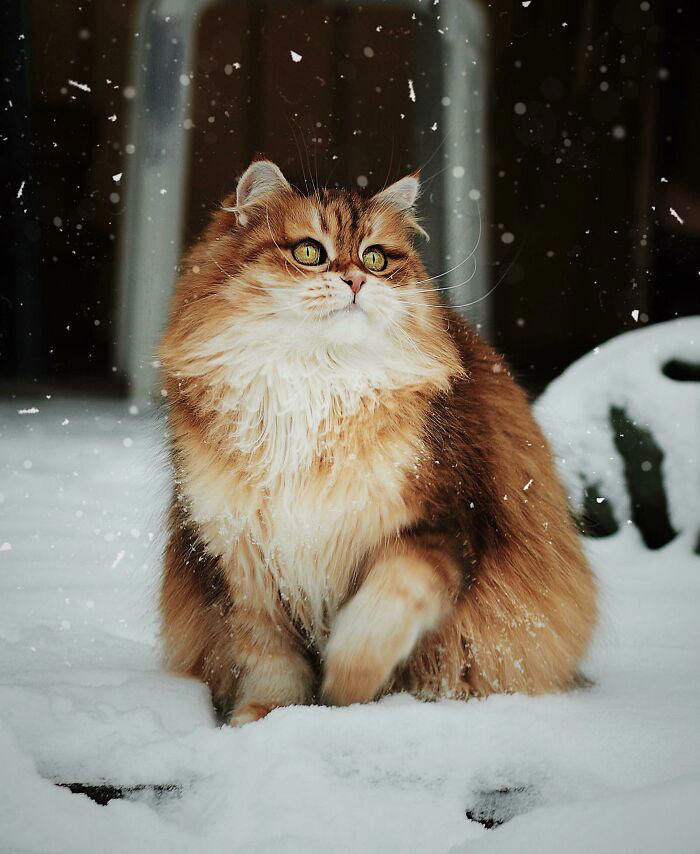 This online community documents photos of ‘supermodel cats’ that ...