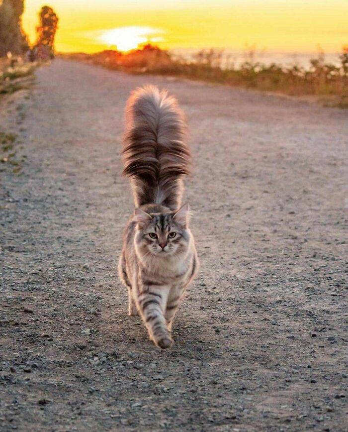 This online community documents photos of ‘supermodel cats’ that ...