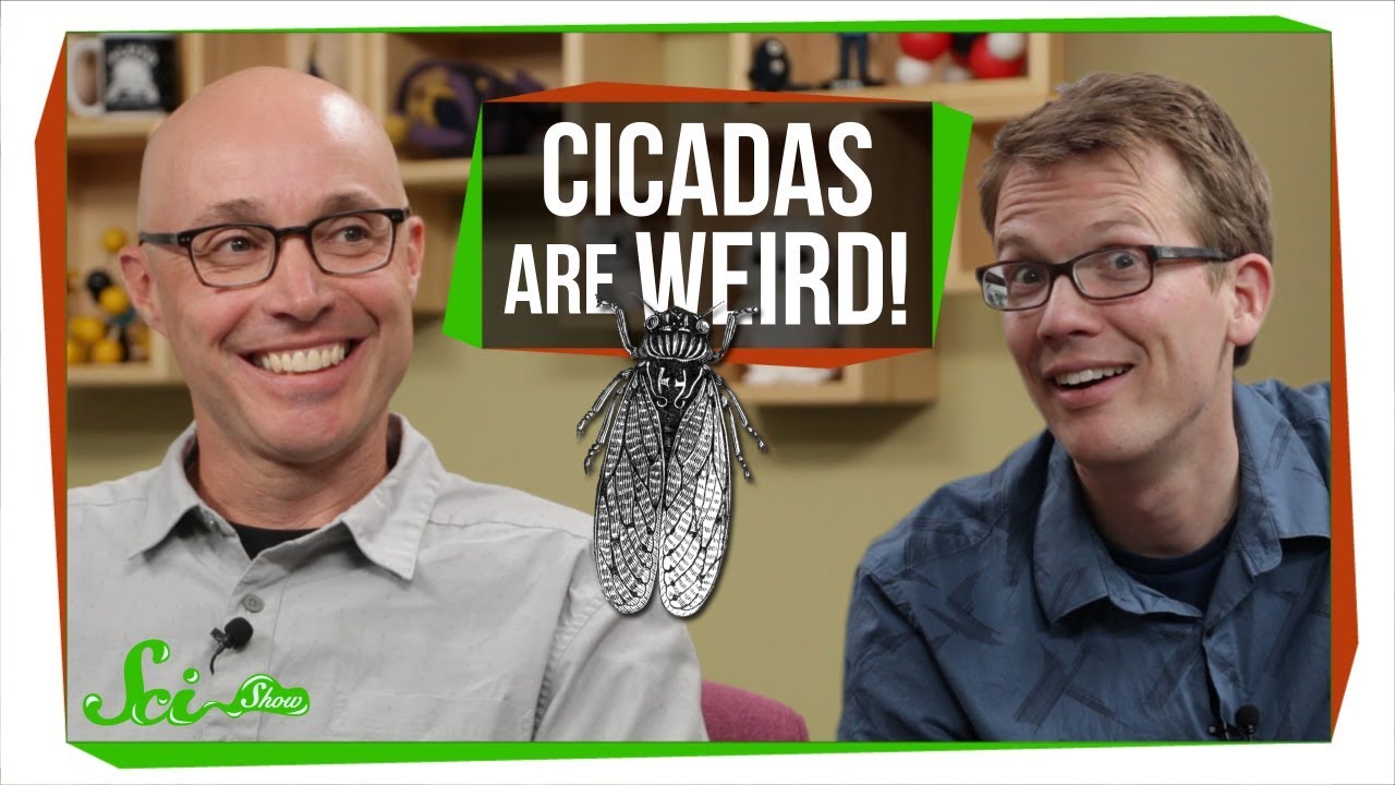 Cicada symbiosis | SciShow Talk Show