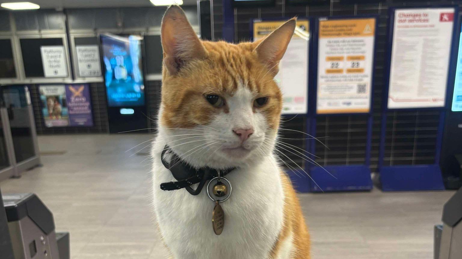 Tributes paid to adventurous railway cat Nala