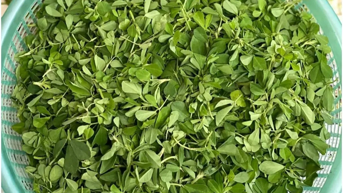 Anaemia troubles? Acharya Balkrishna recommends making methi ka saag a ...