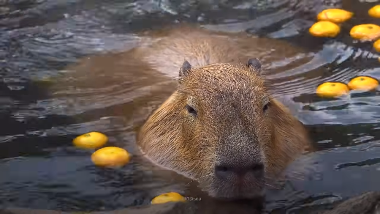 How capybaras became global symbols of calm in the animal kingdom