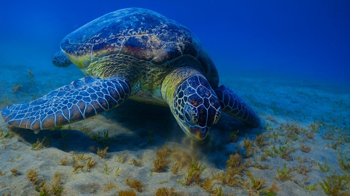 A moment with the sea turtle
