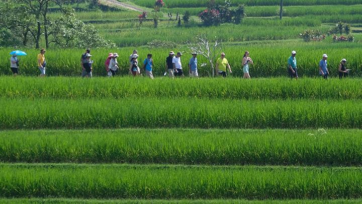 Sawah menyempit, restoran beton di area Subak Jatiluwih ditutup sementara