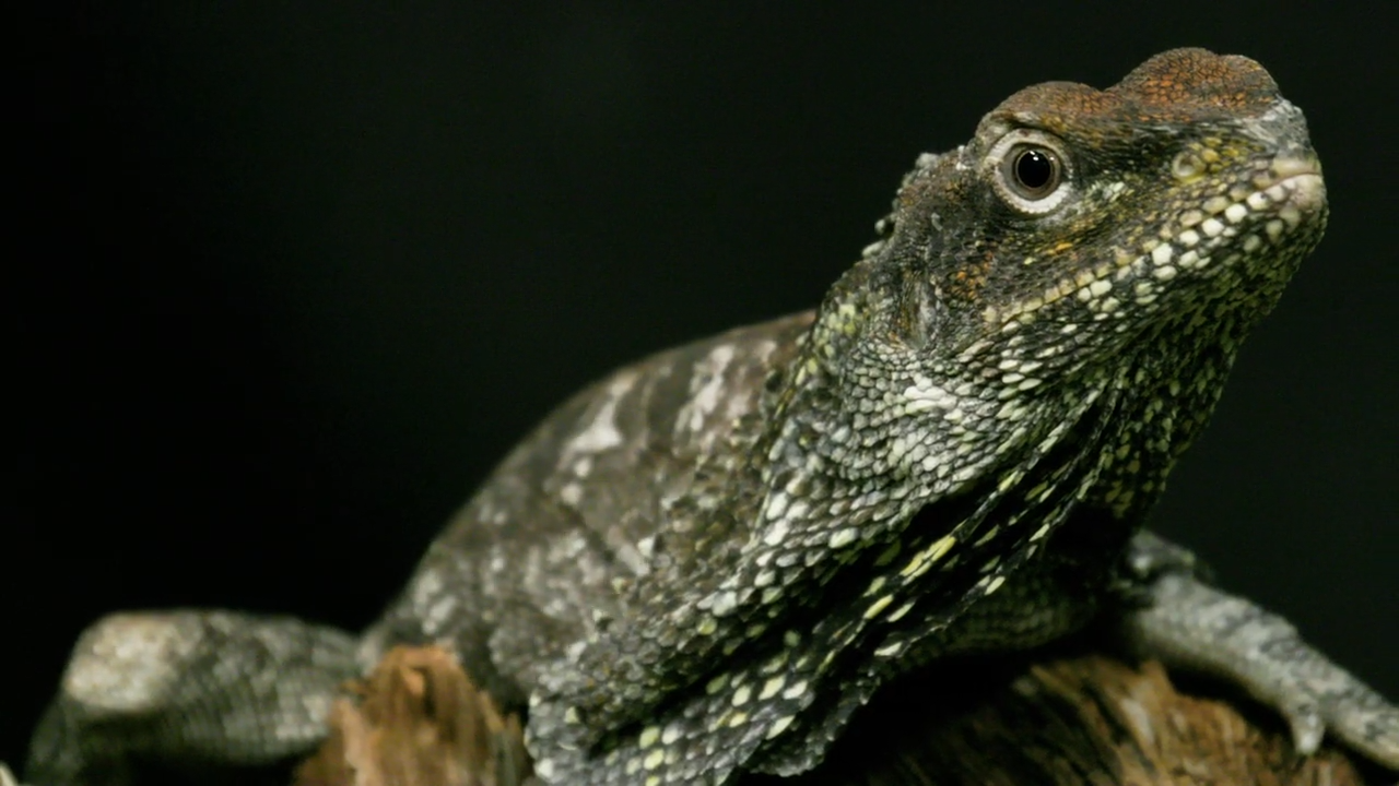 The hidden mechanics behind the frill-necked lizard’s explosive display