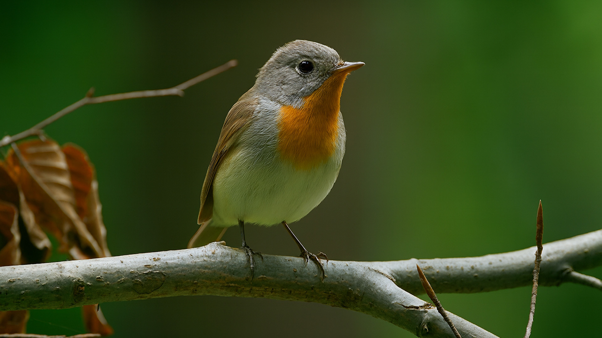 Tiny singer of the woods