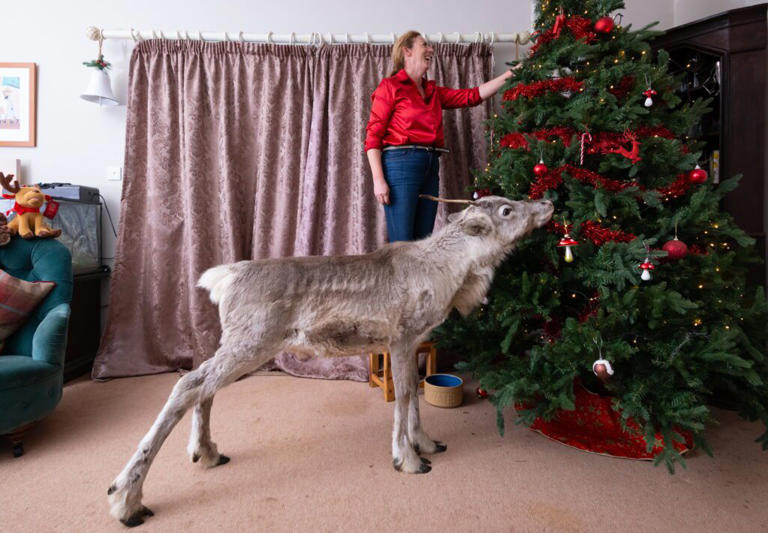 Hand-reared reindeer snuggles spaniel siblings by Christmas tree