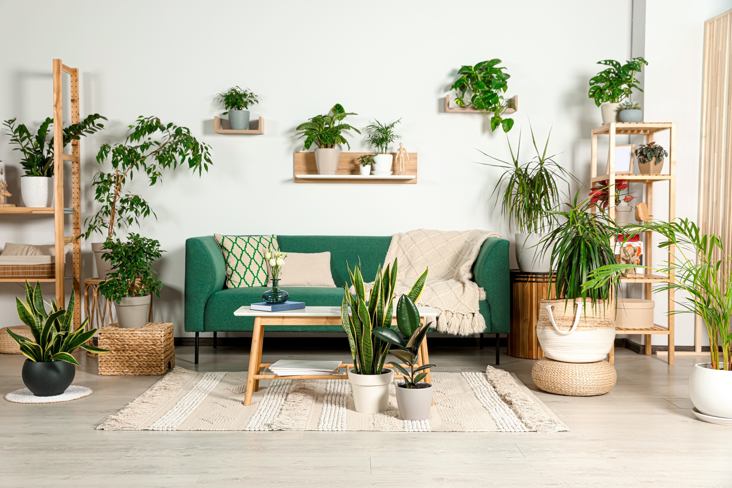 20 plants that totally thrive indoors
