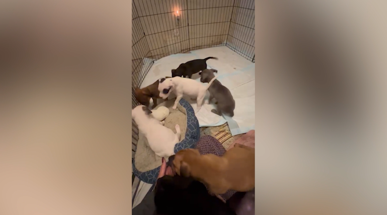 Puppy was struggling with foster, until he was 'adopted' by another litter