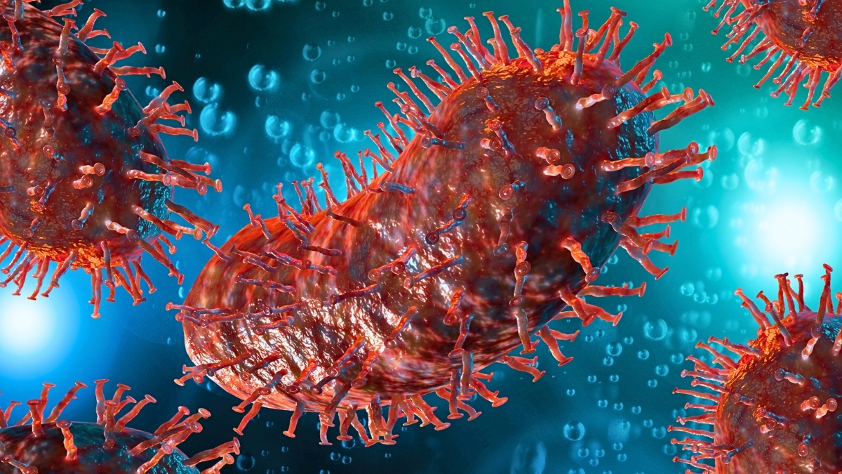 US man dies from rabies after receiving infected kidney