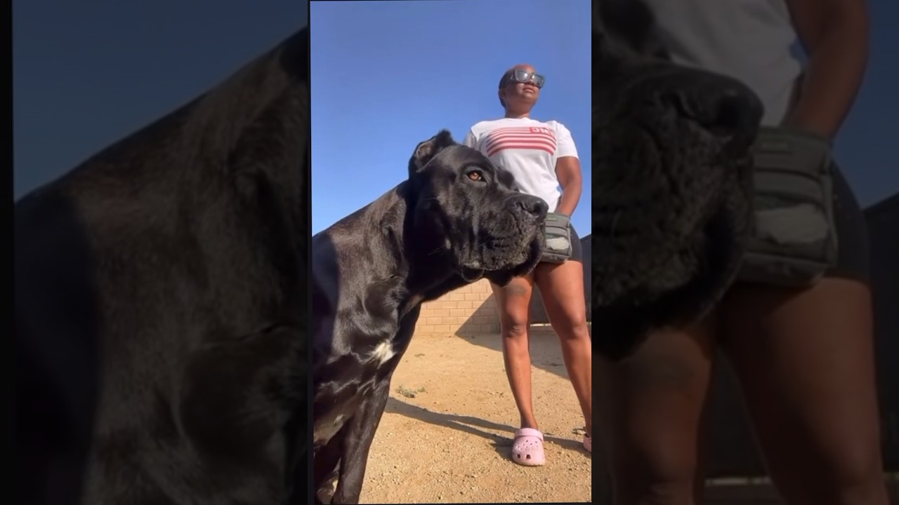 Big dog runs excitedly to greet his best dog friend