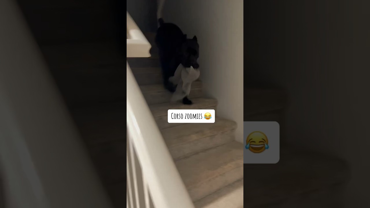 Dog goes wild during zoomies on a whole different level