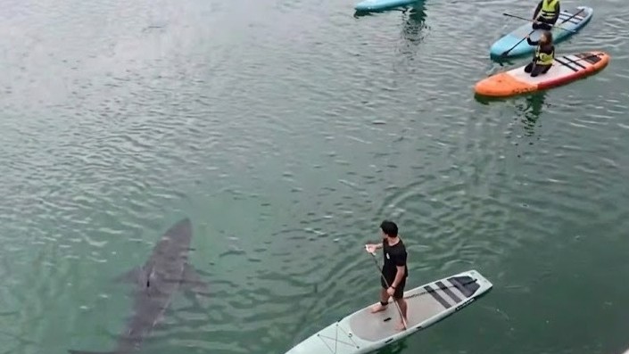 Rare basking shark encounter in shallow harbor water