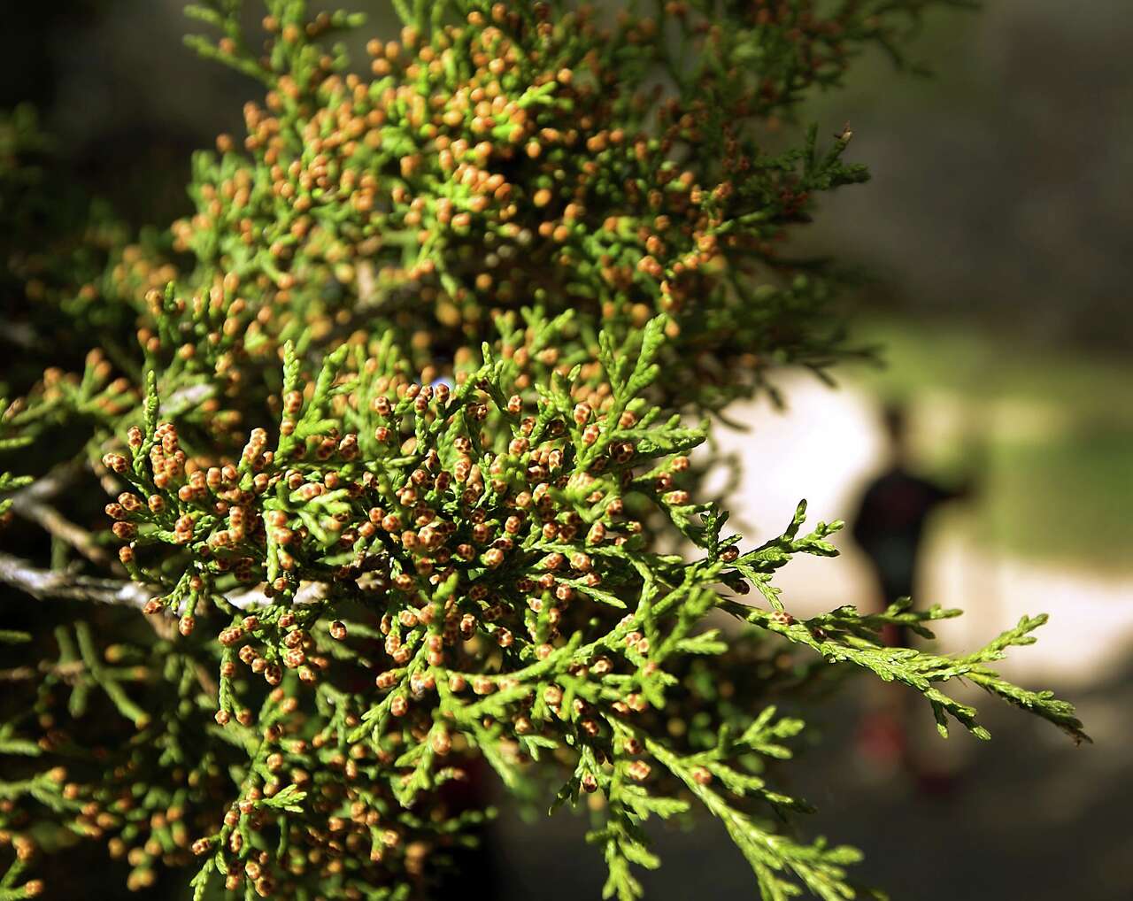 Can you become immune to cedar fever? How to treat this Central Texas ...