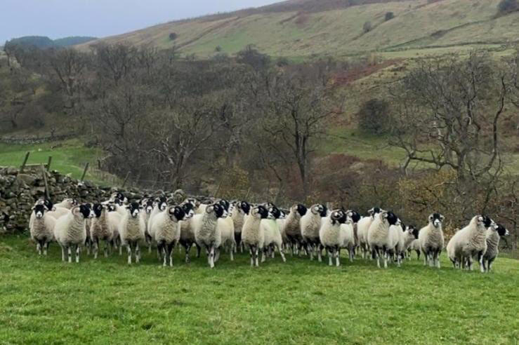 Comparing native and commercial sheep breeds when grazing on different ...