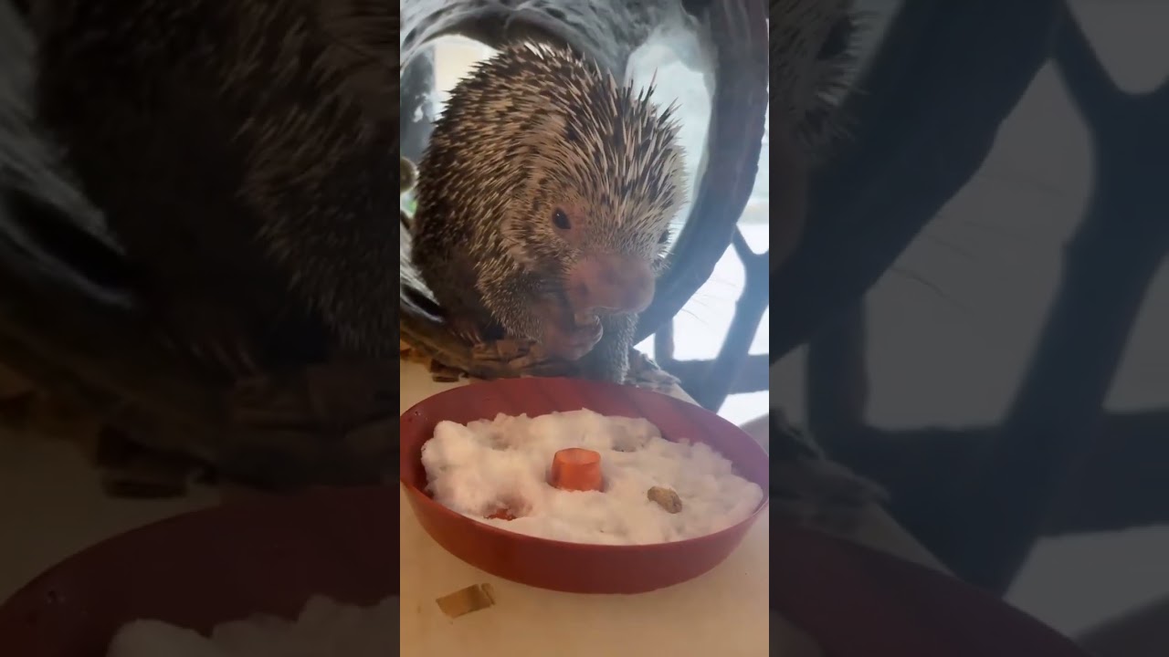 Zoo animals enjoy a magical snow day adventure together
