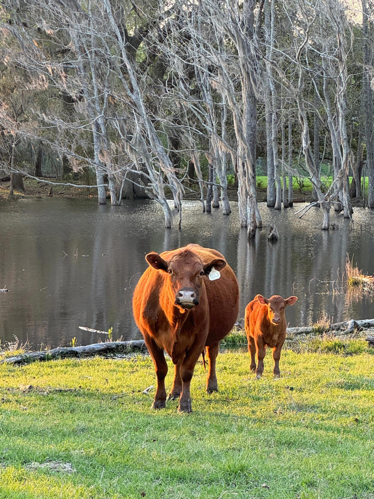 Exceptional drought threatens Florida agriculture recovery