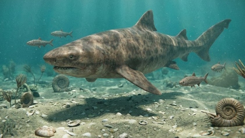 Ancient mystery shark