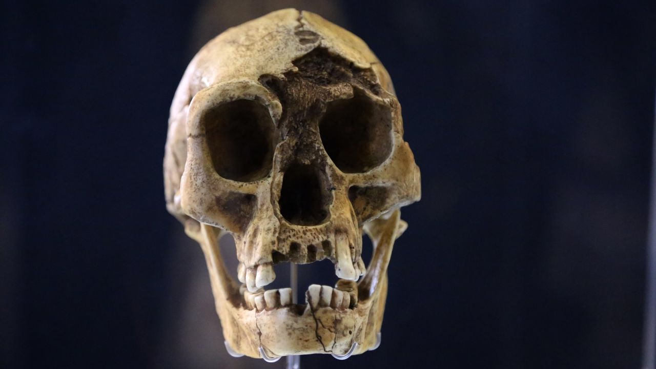 10 things we learned about our human ancestors in 2025