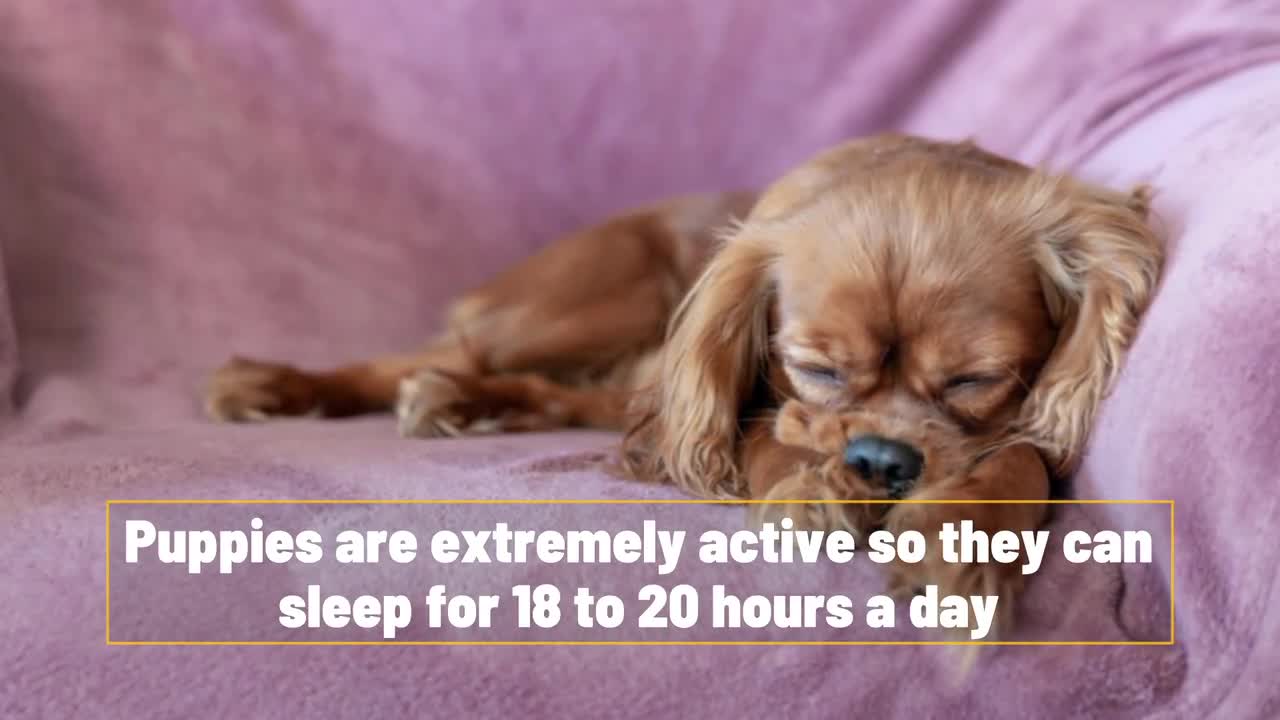 How long should dogs sleep for every day?