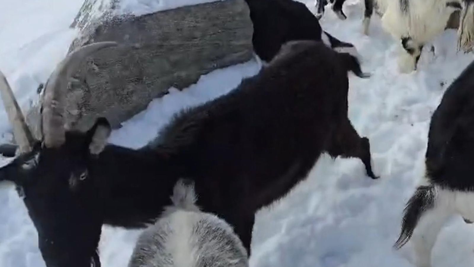 Rescue team finds 37 missing goats up a mountain