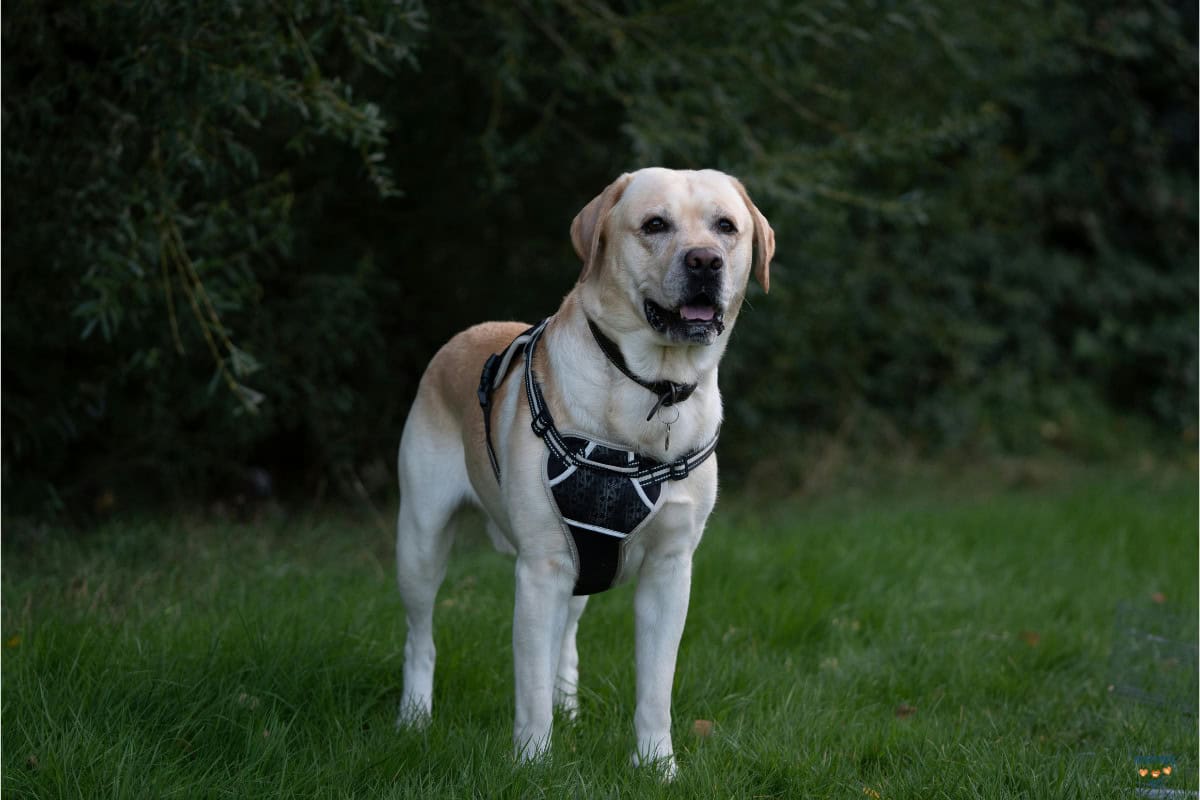 10 heroic dog breeds most likely to save your life