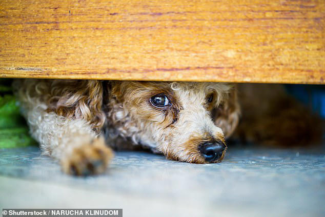 Does your dog keep hiding food? Animal expert finally reveals why - and ...