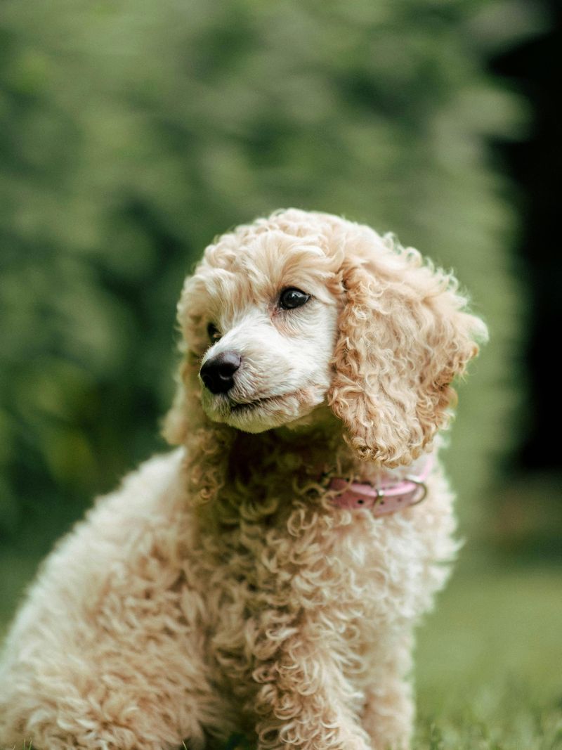 10 dog breeds that can't stand messy households (even if you can)