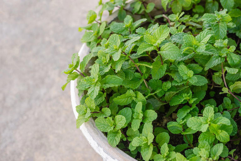 Gardeners say you should never grow mint in your garden—here's why