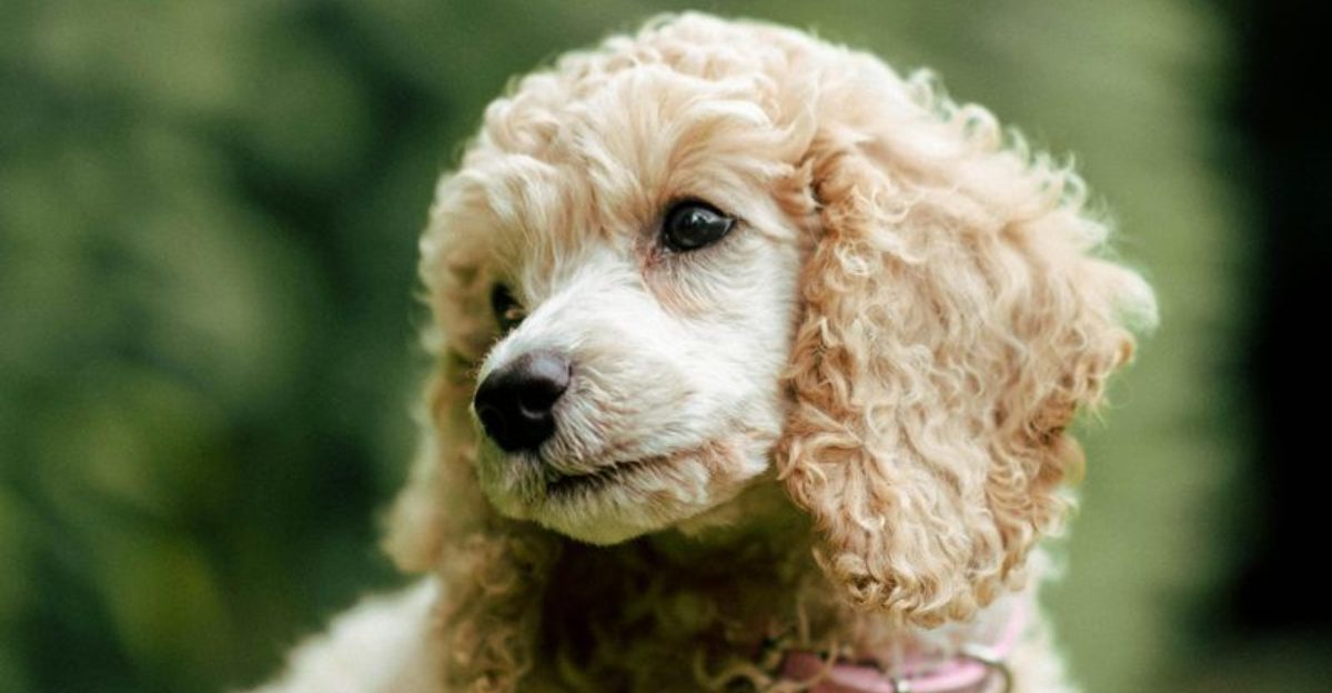 10 dog breeds that can't stand messy households (even if you can)
