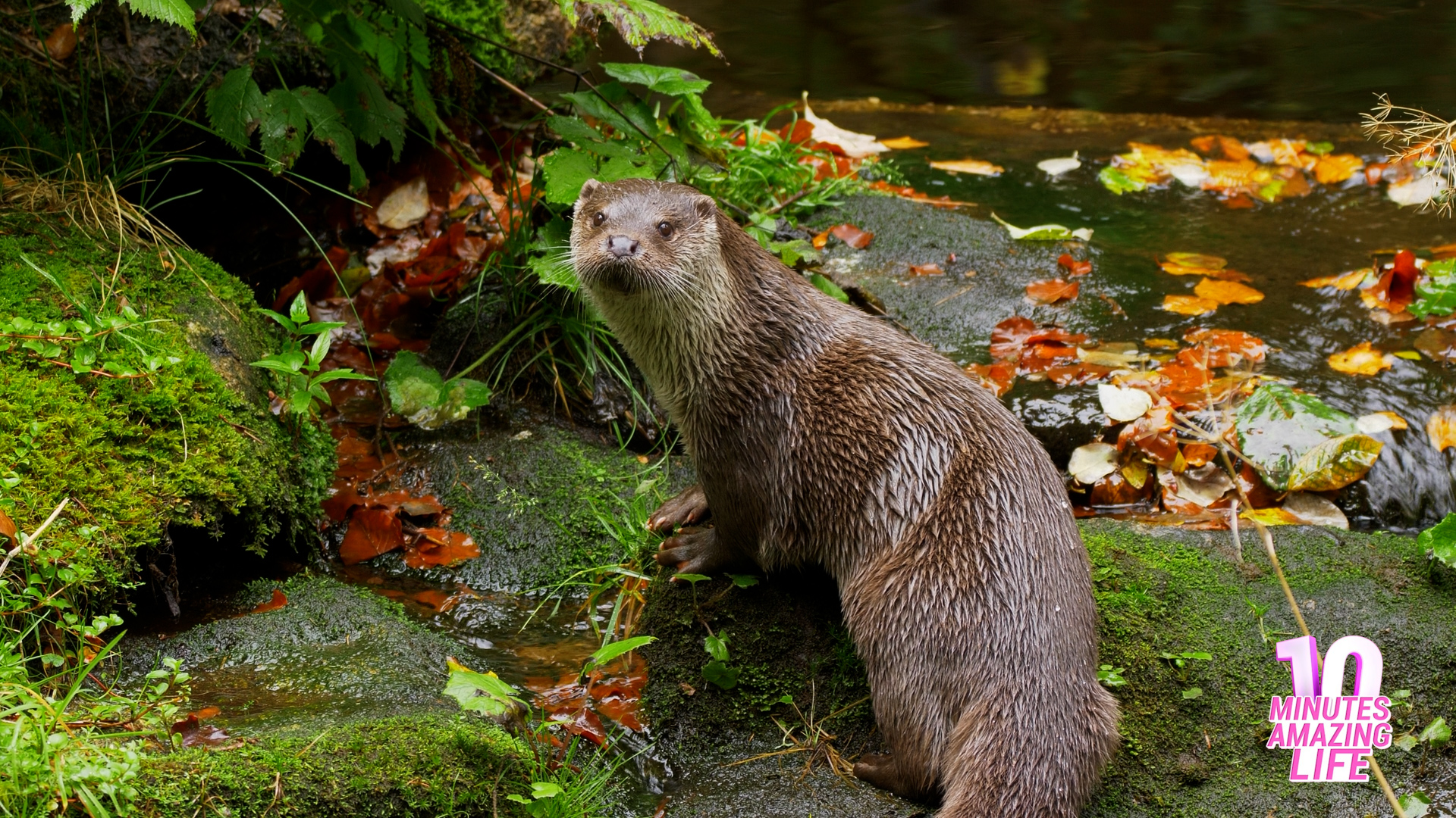 The otter stopped moving when it saw me