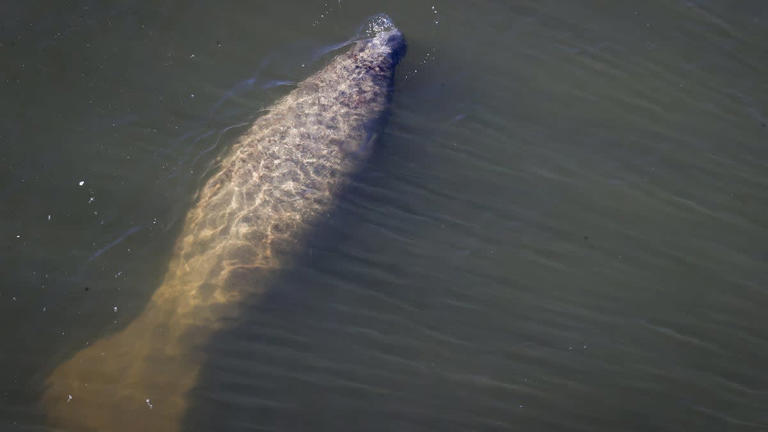 Manatee protection may be eroded under Trump’s proposed Endangered ...