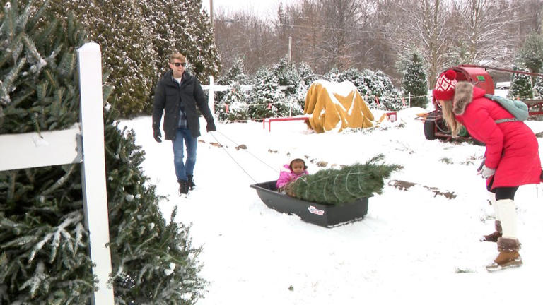 Traditions on the tree farm; St. Joe Christmas Tree Farm is positively ...