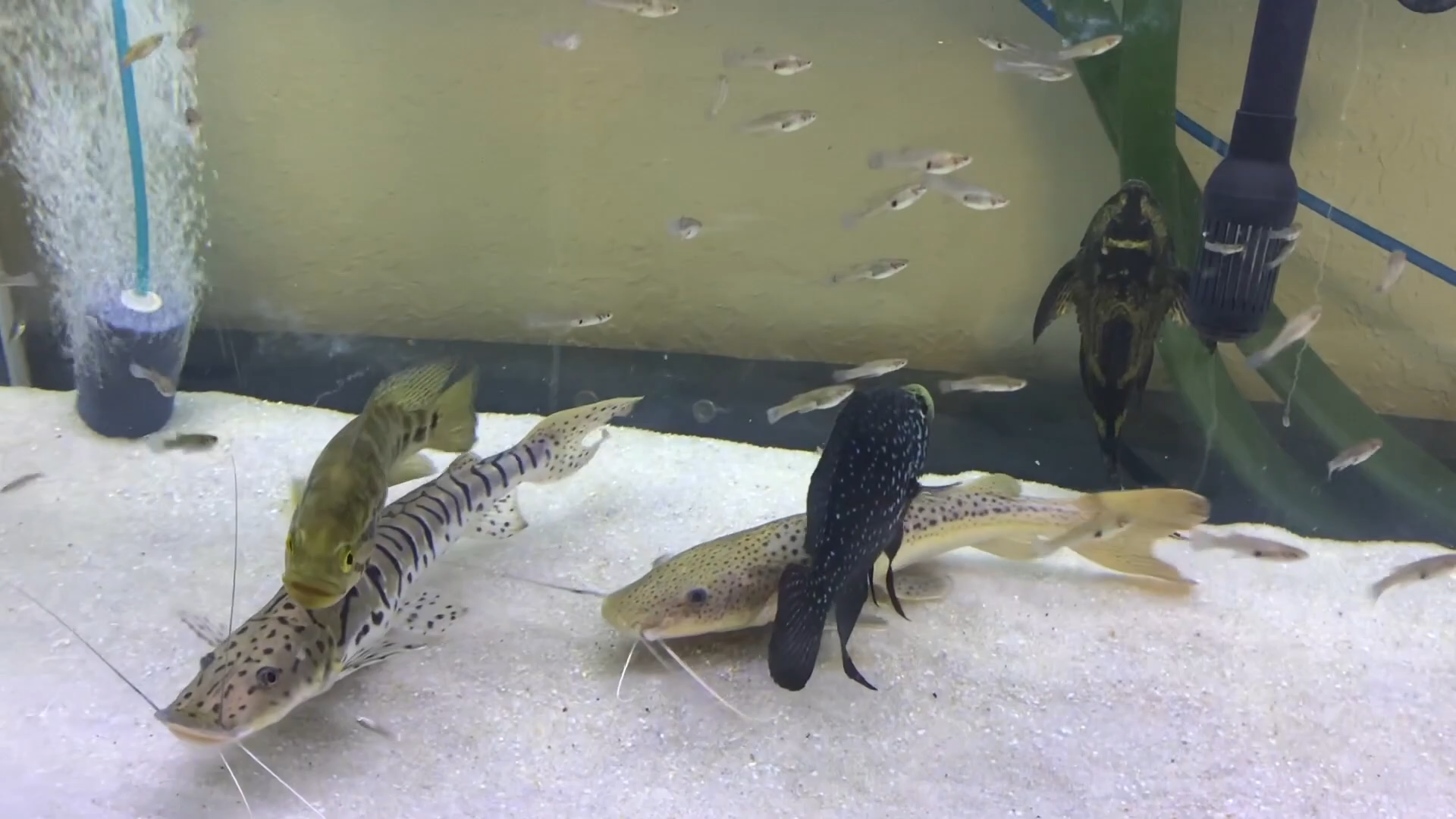 Netting minnows to feed my monster fish pets