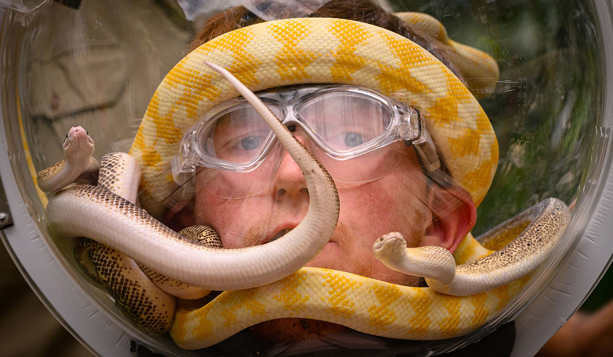 Angry Ginge crowned new king of the celeb jungle