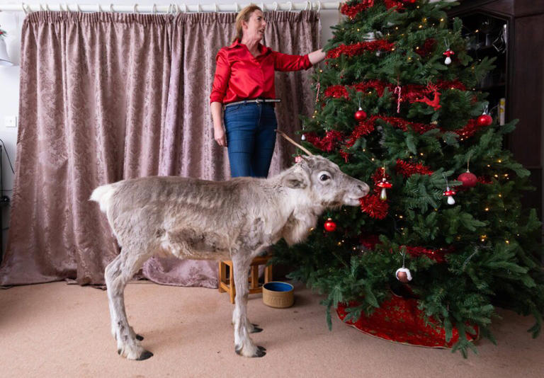 Hand-reared reindeer snuggles spaniel siblings by Christmas tree