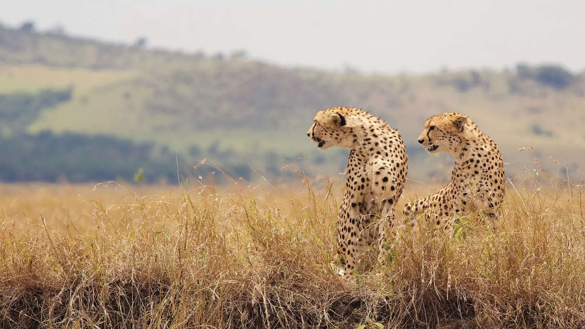 The 5 fastest wild cats in the world – find out who tops the list