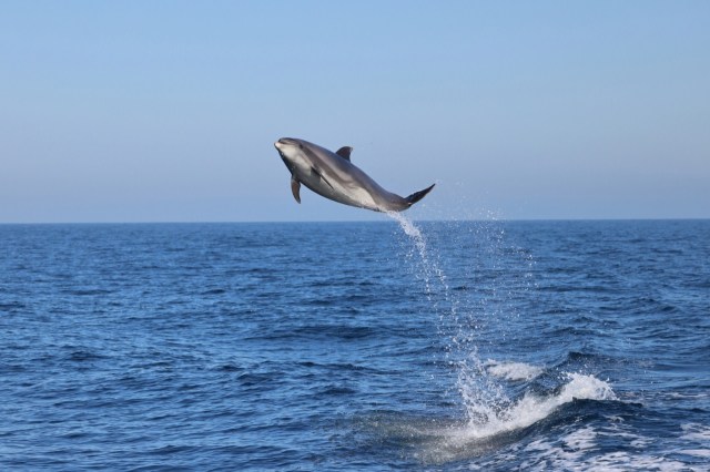 Scientists uncover alarming similarity between dolphin and human ...