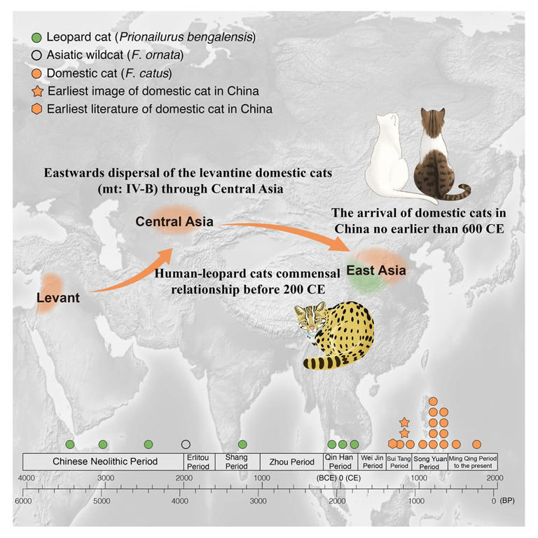 DNA study reveals when first house cats reached China