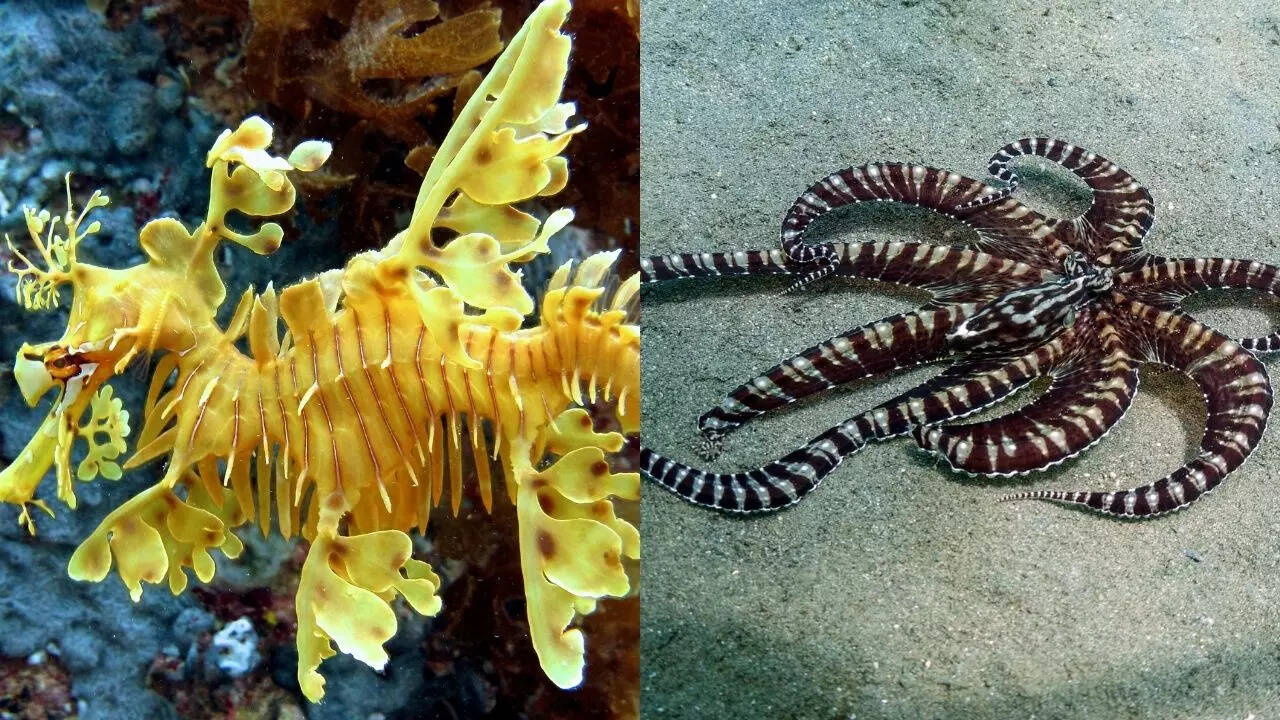9 fascinating creatures from around the world with abilities that seem ...
