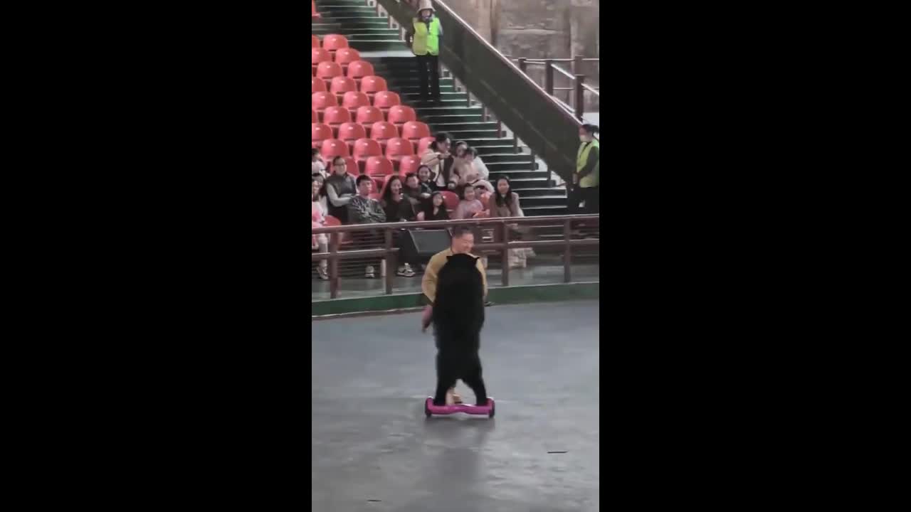 Bear attacks zookeeper during safari park show in China