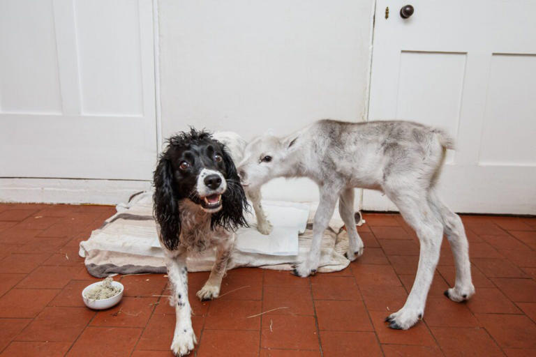 Hand-reared reindeer snuggles spaniel siblings by Christmas tree