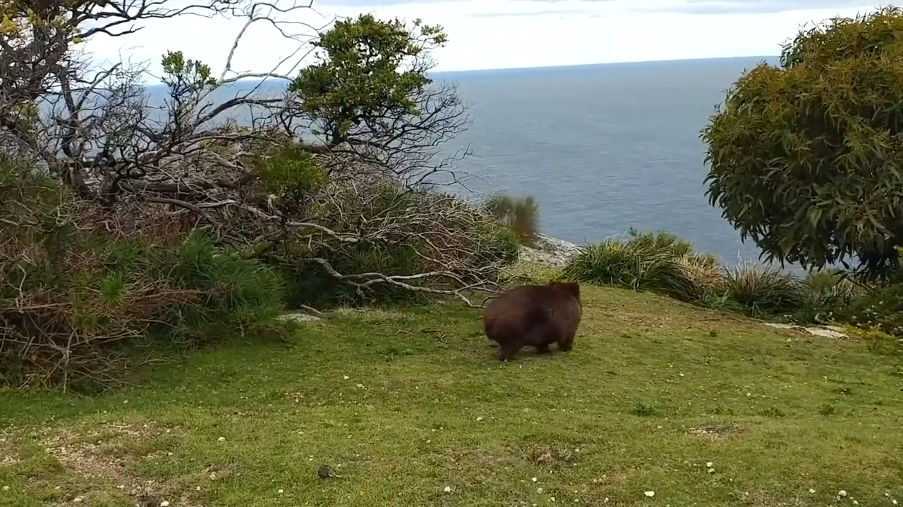 How animal waste can transform landscapes and sustain biodiversity