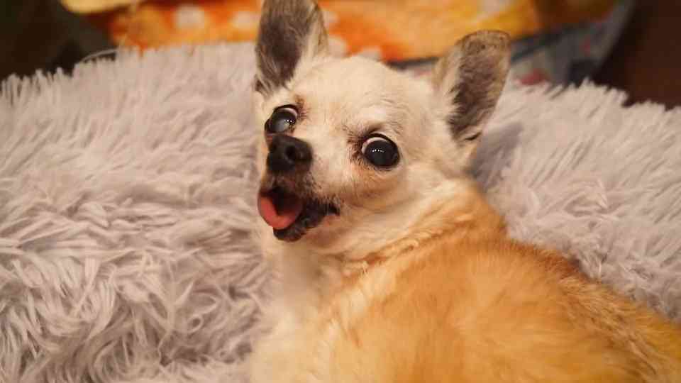 Long live the queen: Linda the cat survives a scare at 19