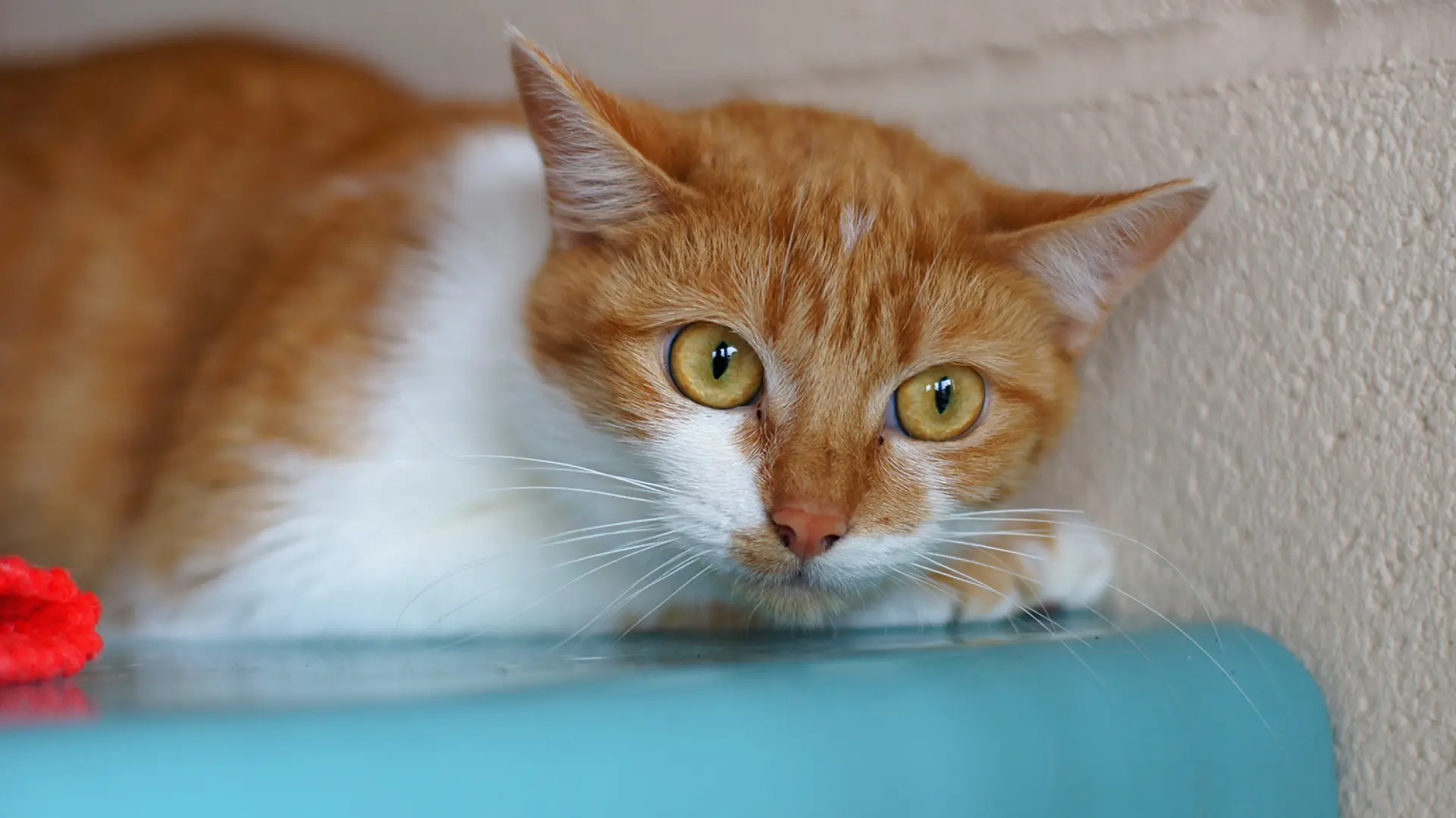 Cómo ayudar a un gato asustado: las claves para entender su miedo y ...