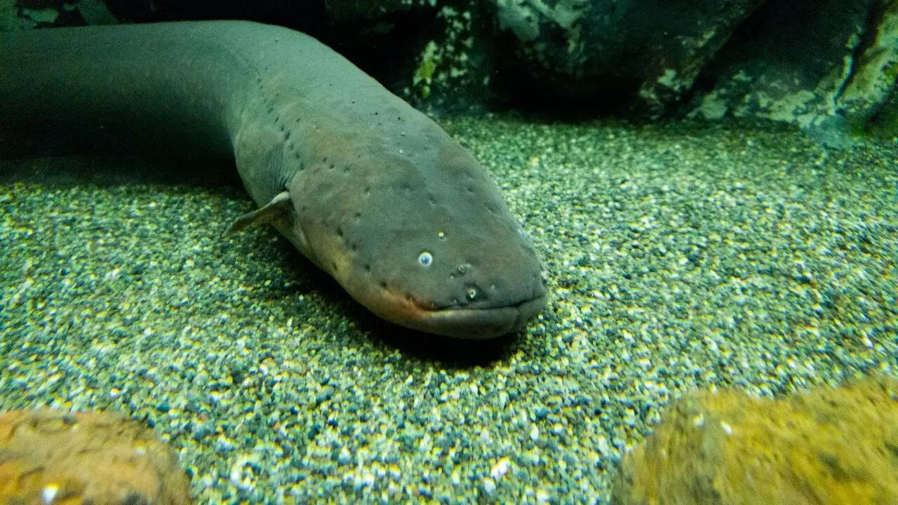 9 fascinating creatures from around the world with abilities that seem ...