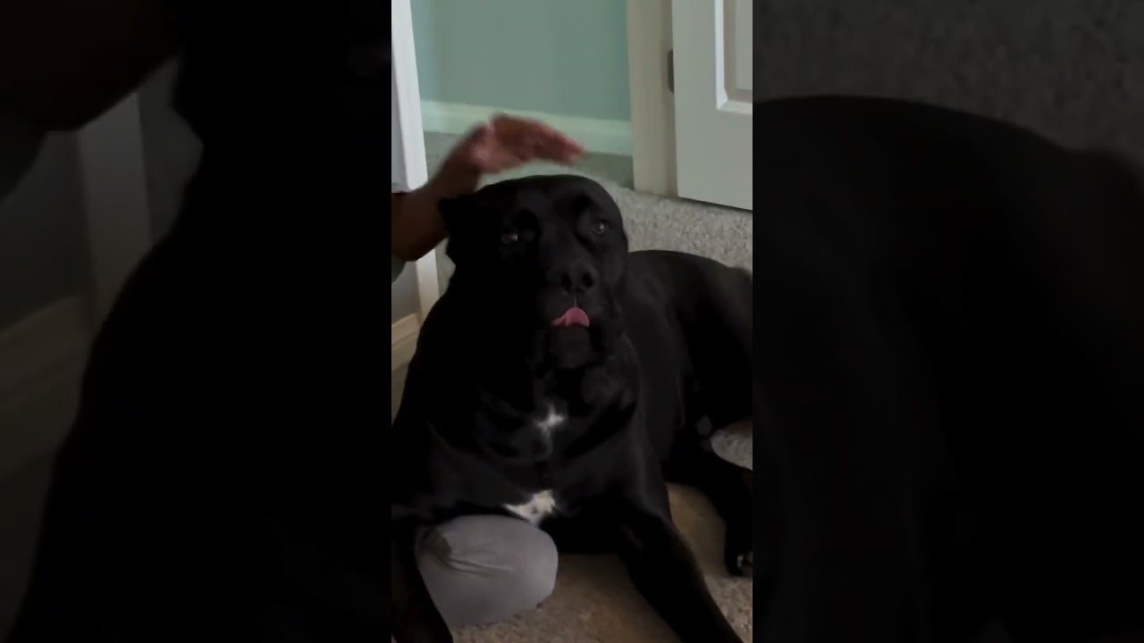 Dog acts bougie during bath and refuses to cooperate
