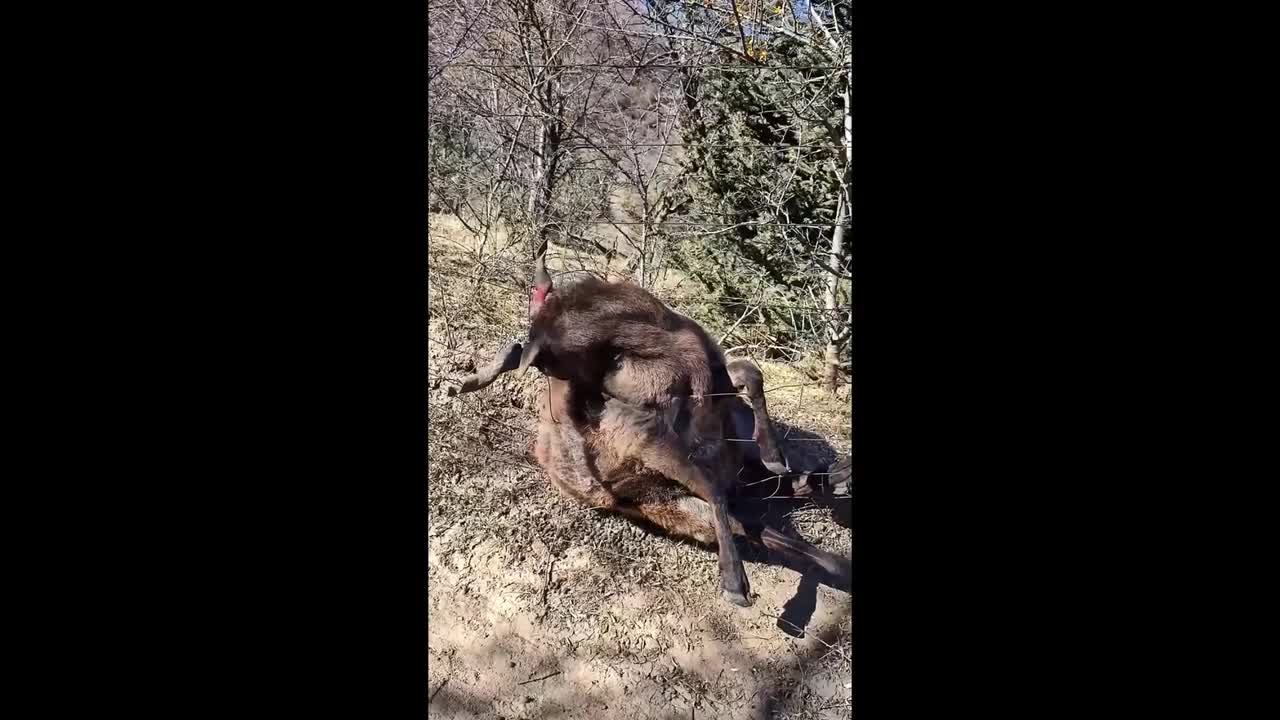 Herder's painstaking rescue of goat twisted and tangled in barbed wire