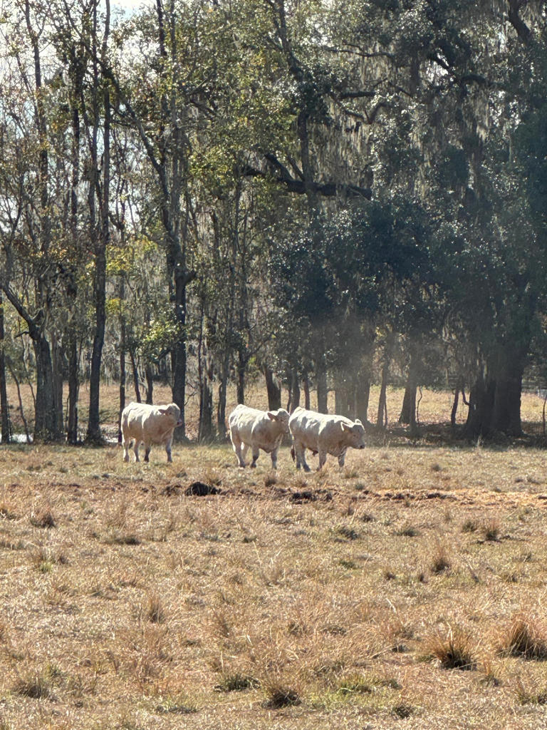 Exceptional drought threatens Florida agriculture recovery